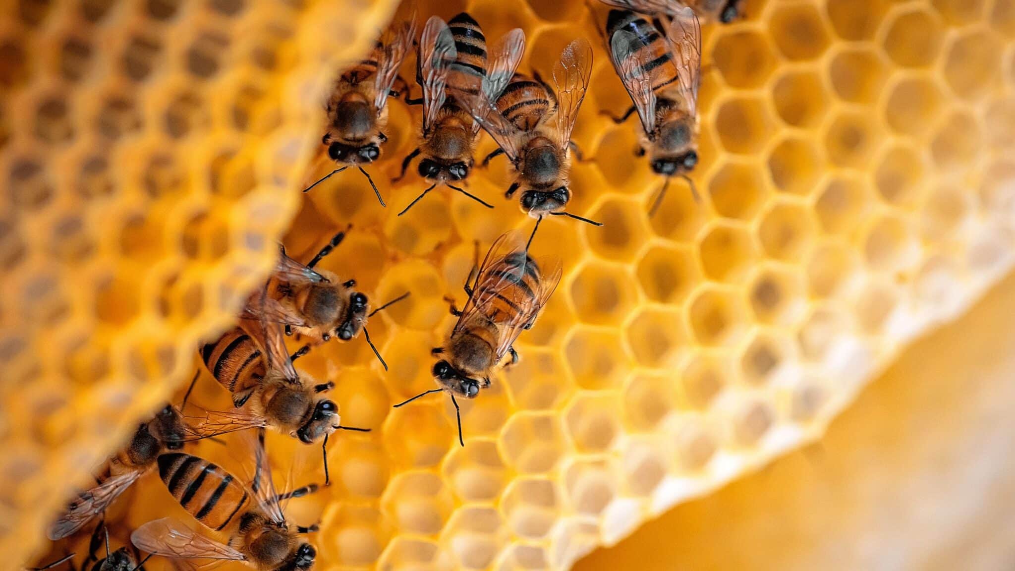 WHAT WE CAN LEARN FROM BEES AT A TIME OF CHANGE? - MII - Marketing ...